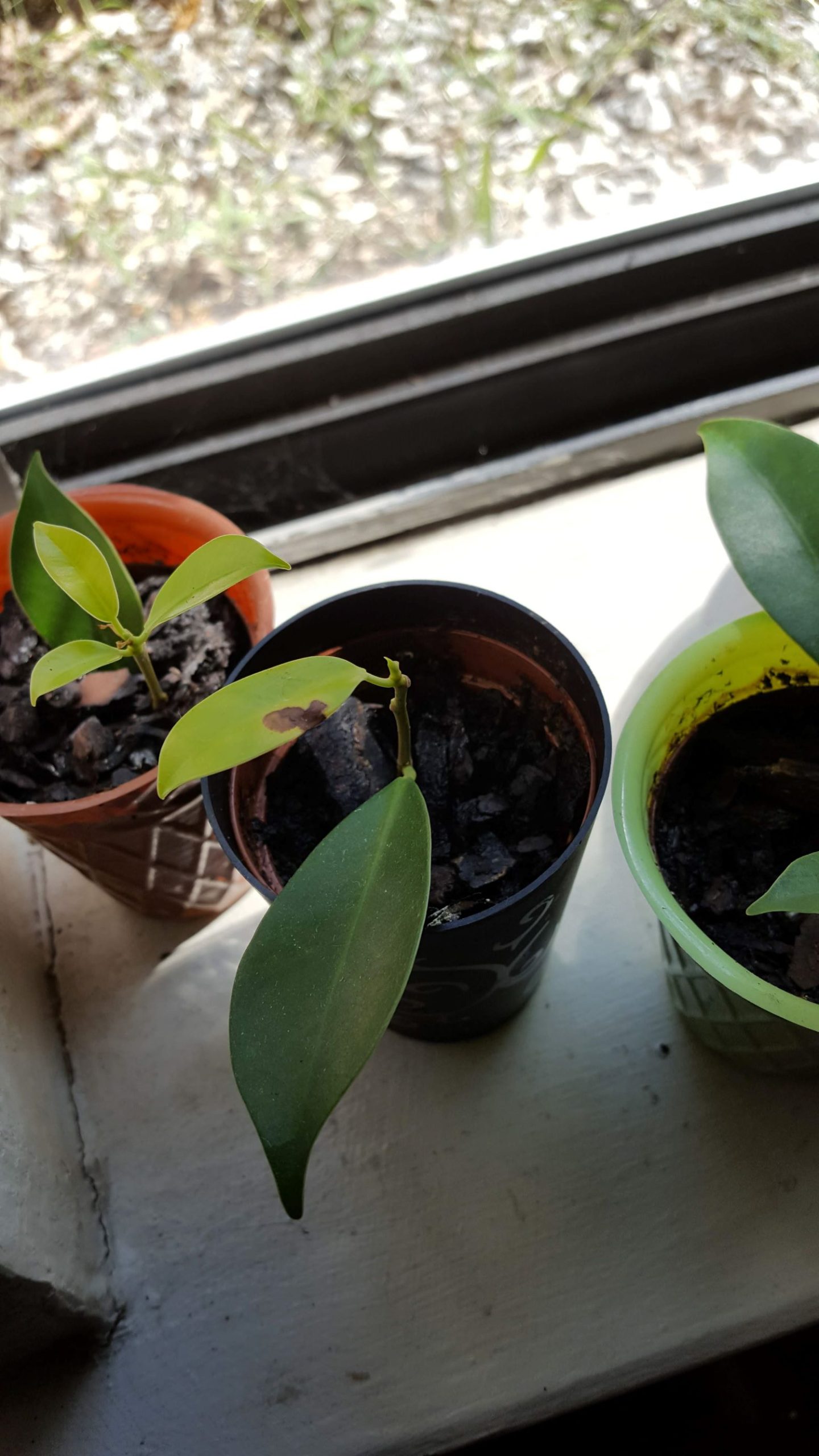 My Small Golden Gate Ficus: How to Care and Grow : SmallTreeLeaf