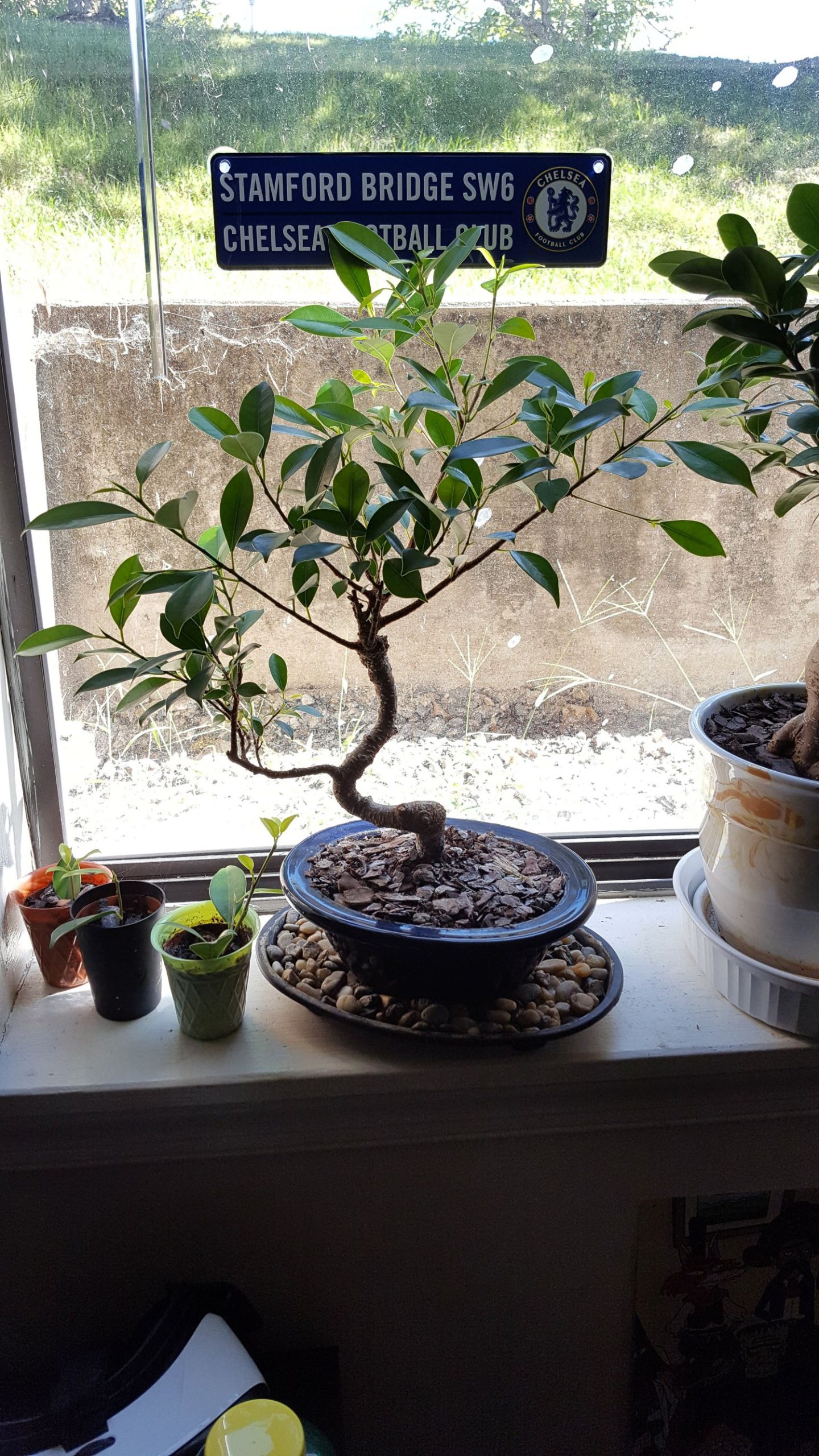 My Amazing Golden Gate Ficus Collection: Introduction : SmallTreeLeaf