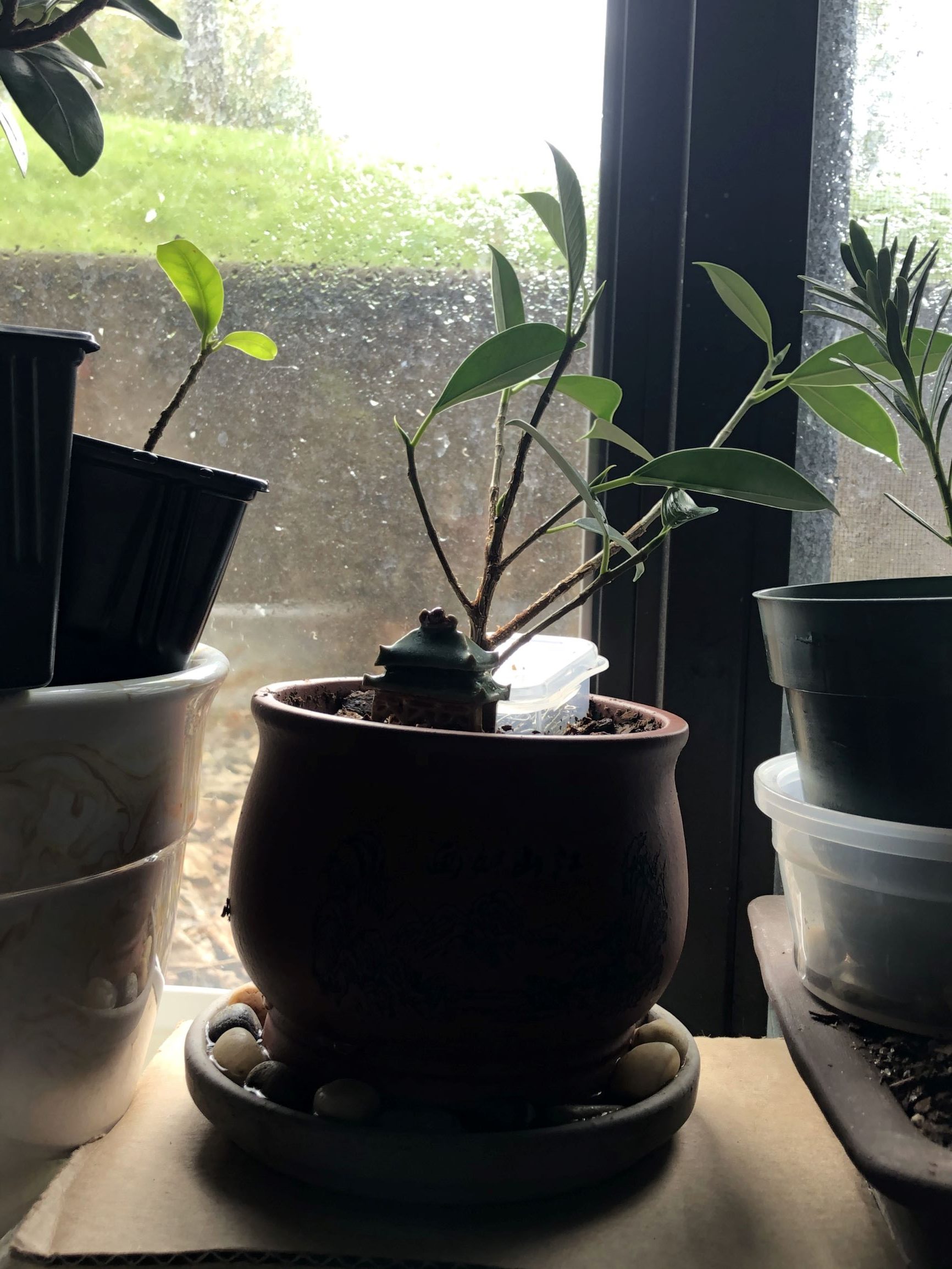 My Medium Golden Gate Ficus Cutting Collection: How to Care and Grow ...