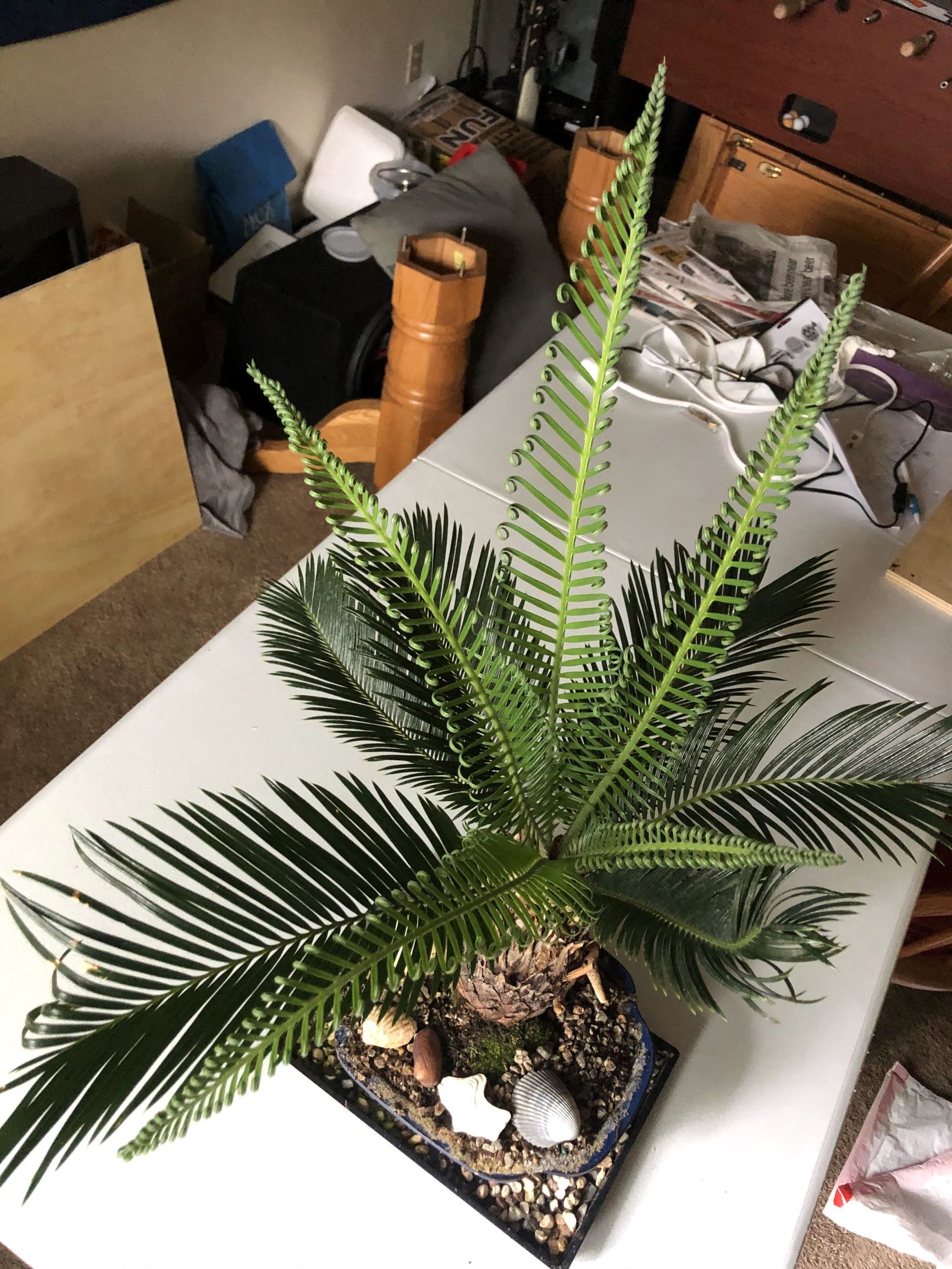 Sago Palm New Leaf Growth Video Montage : Small Tree Leaf