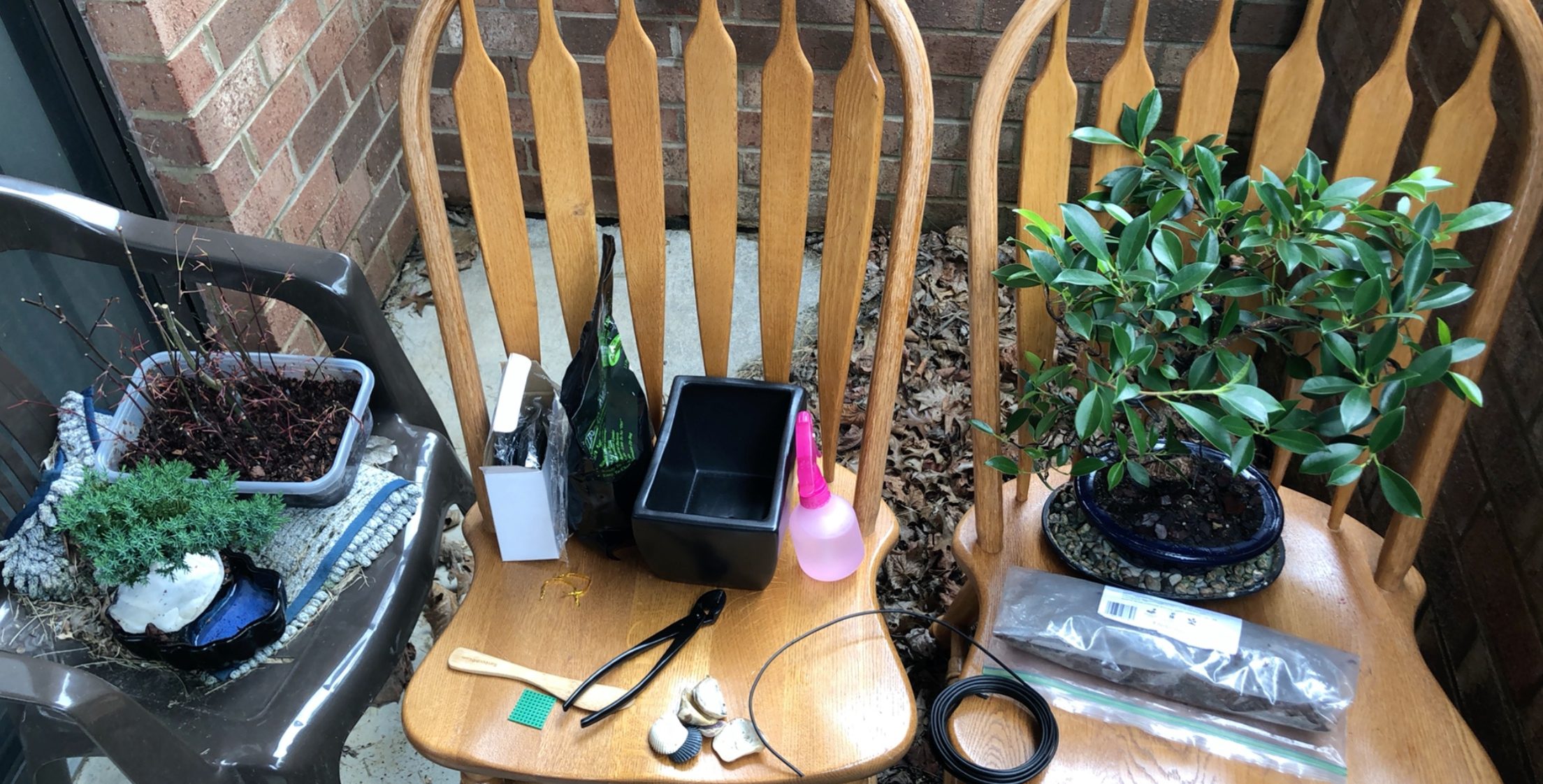 My Large Golden Gate Ficus Specimen: How to Care and Grow : SmallTreeLeaf