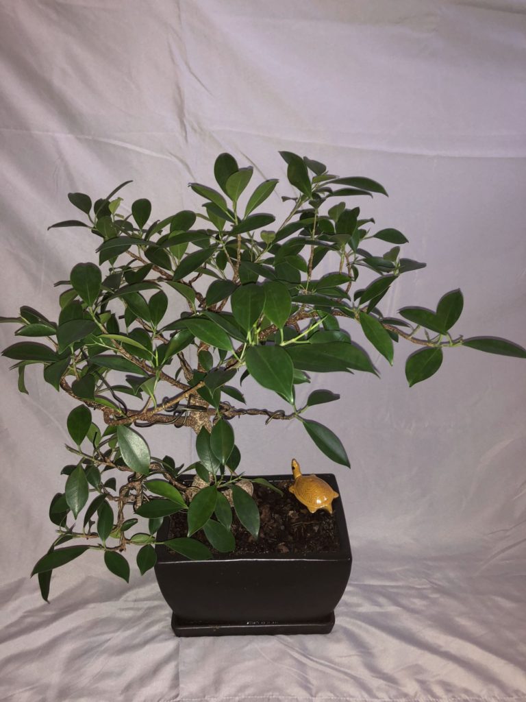 Golden Gate Ficus (microcarpa) : SmallTreeLeaf
