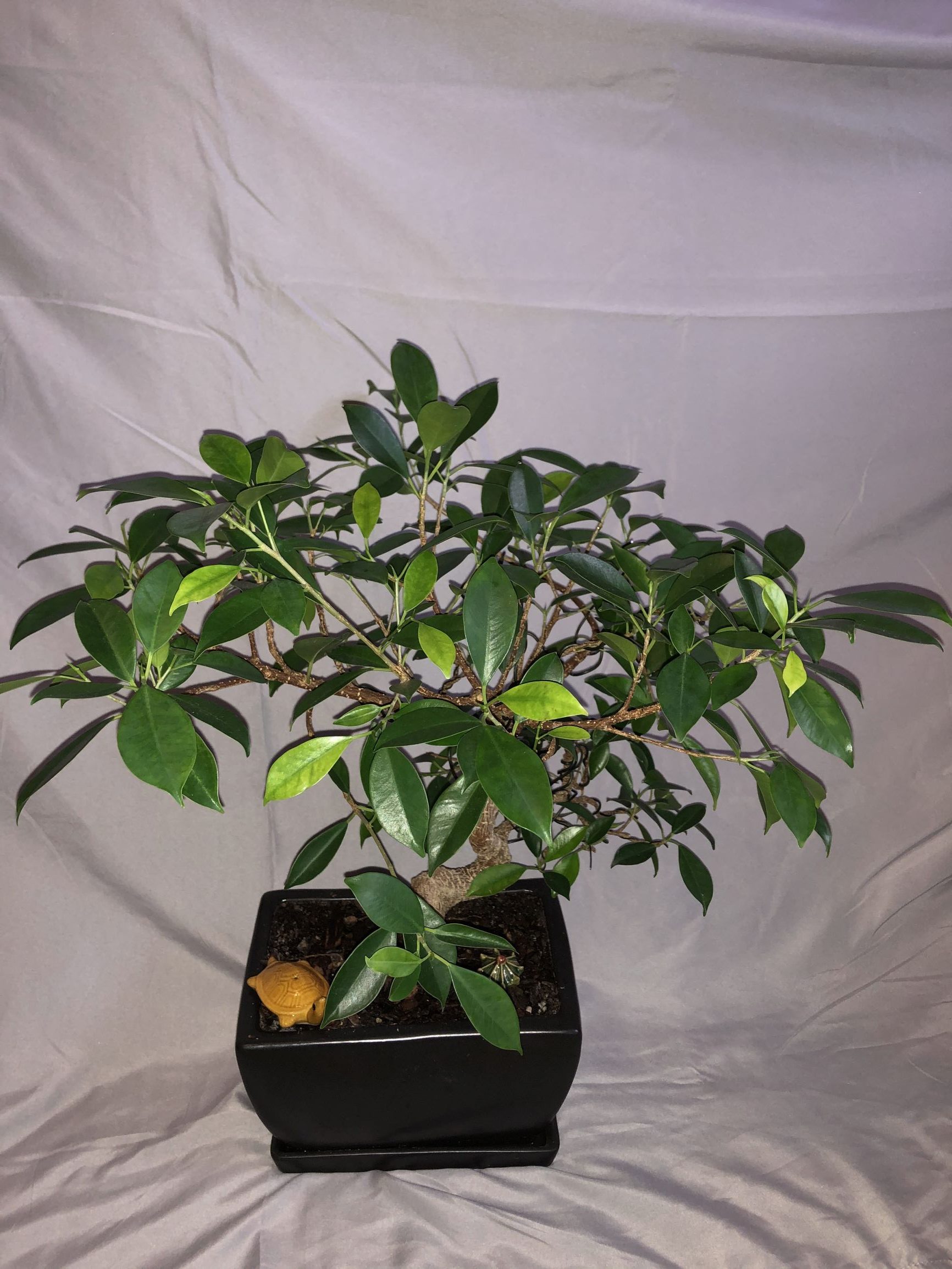My Large Golden Gate Ficus Specimen: How to Care and Grow : SmallTreeLeaf