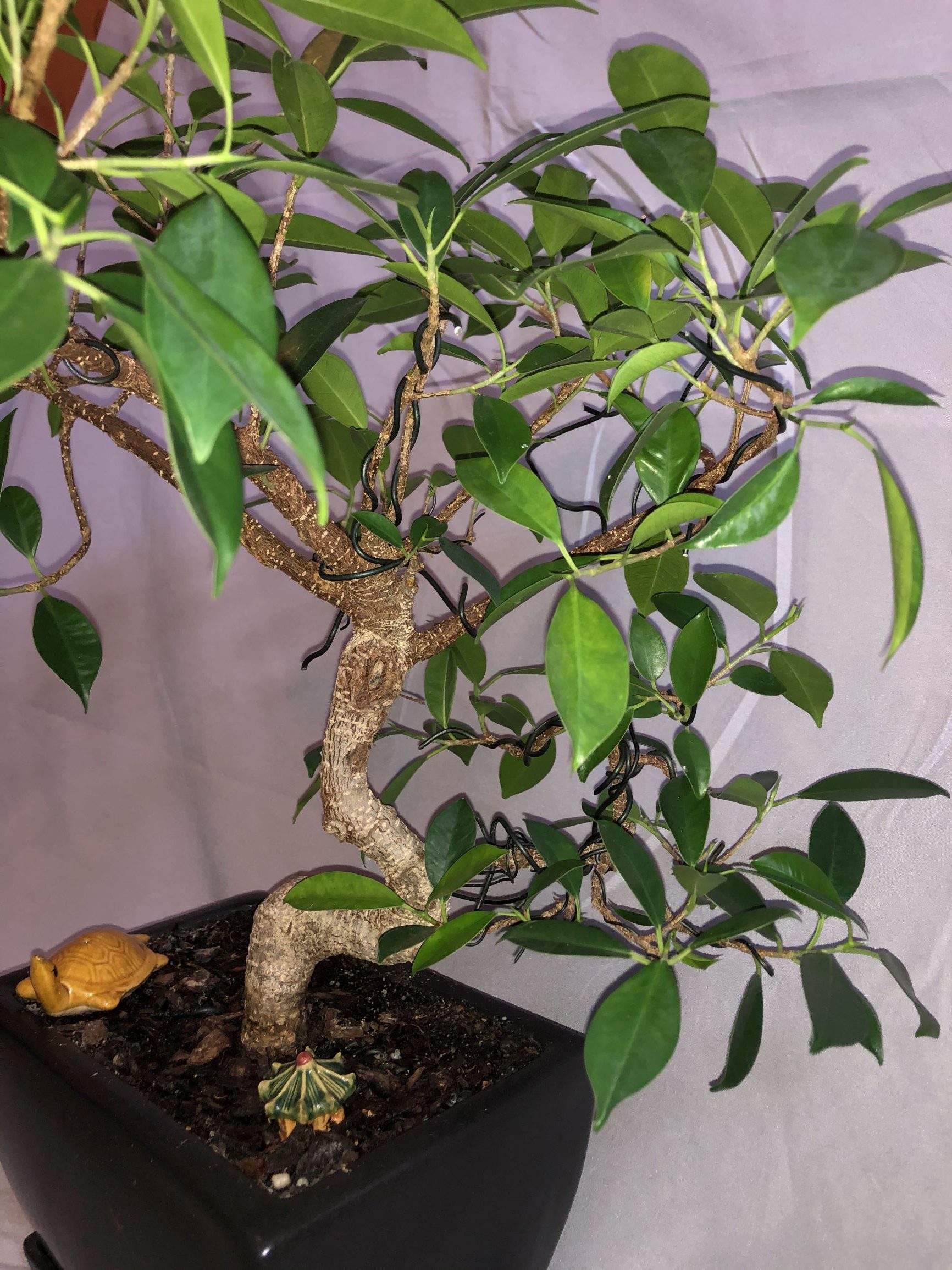 How to Prune a Large Golden Gate Ficus : SmallTreeLeaf