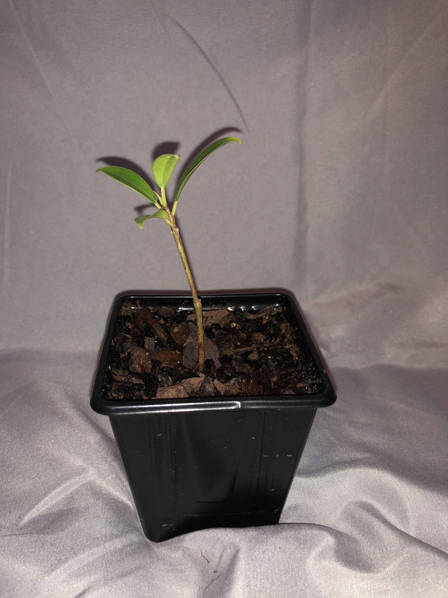 My Small Golden Gate Ficus: How to Care and Grow : SmallTreeLeaf