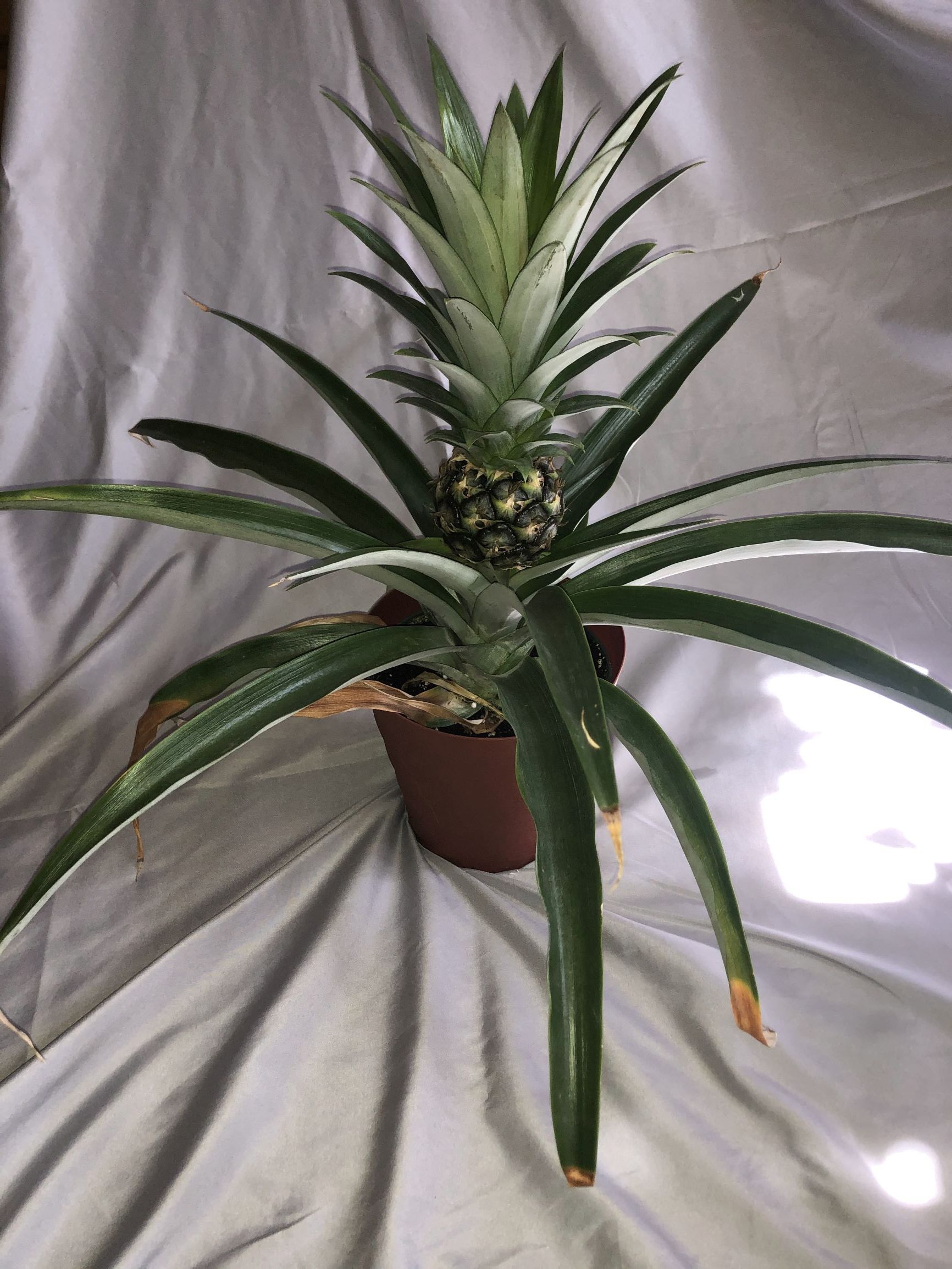 Time to Clean Up My Pineapple Plant : SmallTreeLeaf