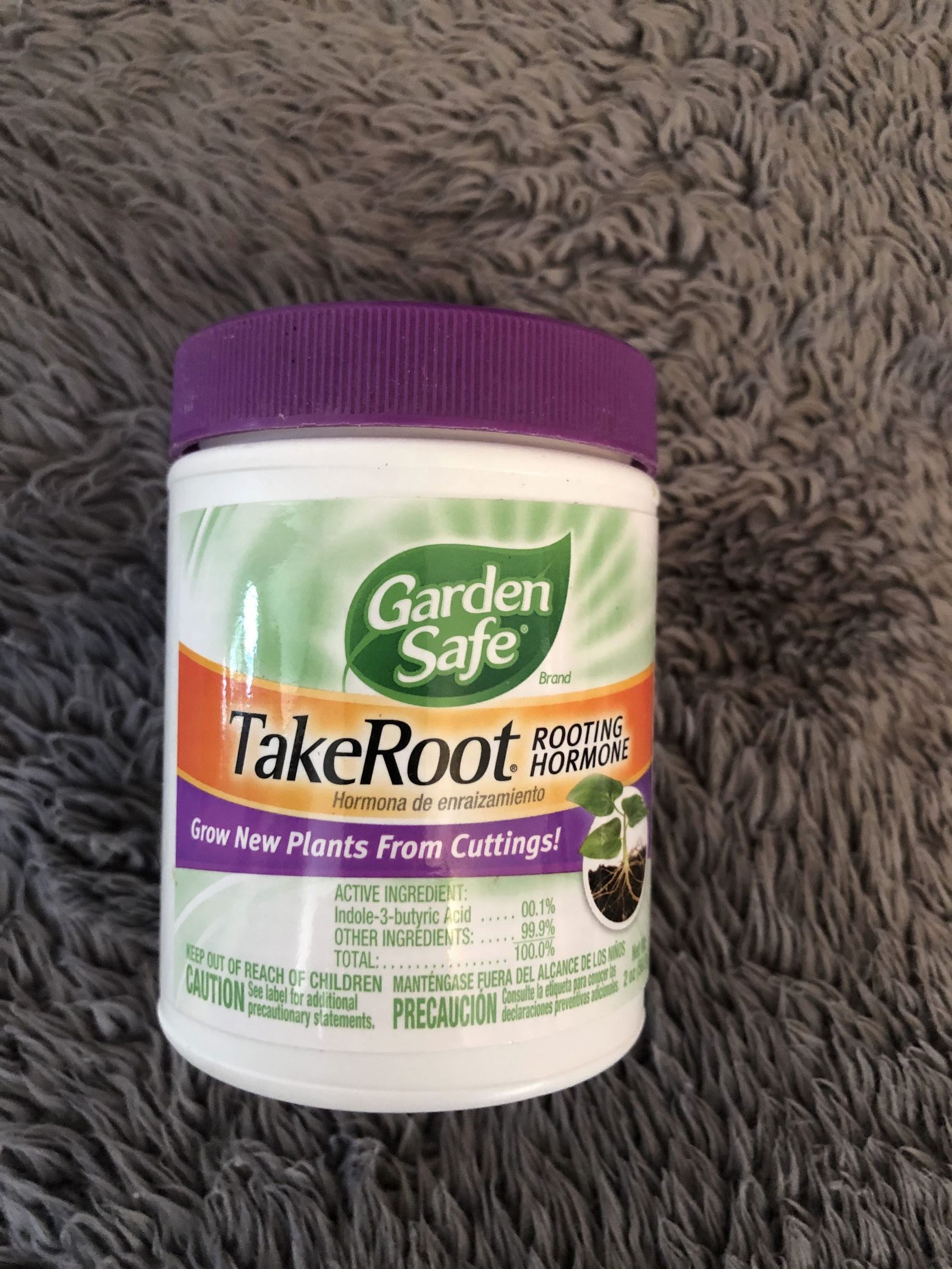My Small Golden Gate Ficus: How to Care and Grow : SmallTreeLeaf