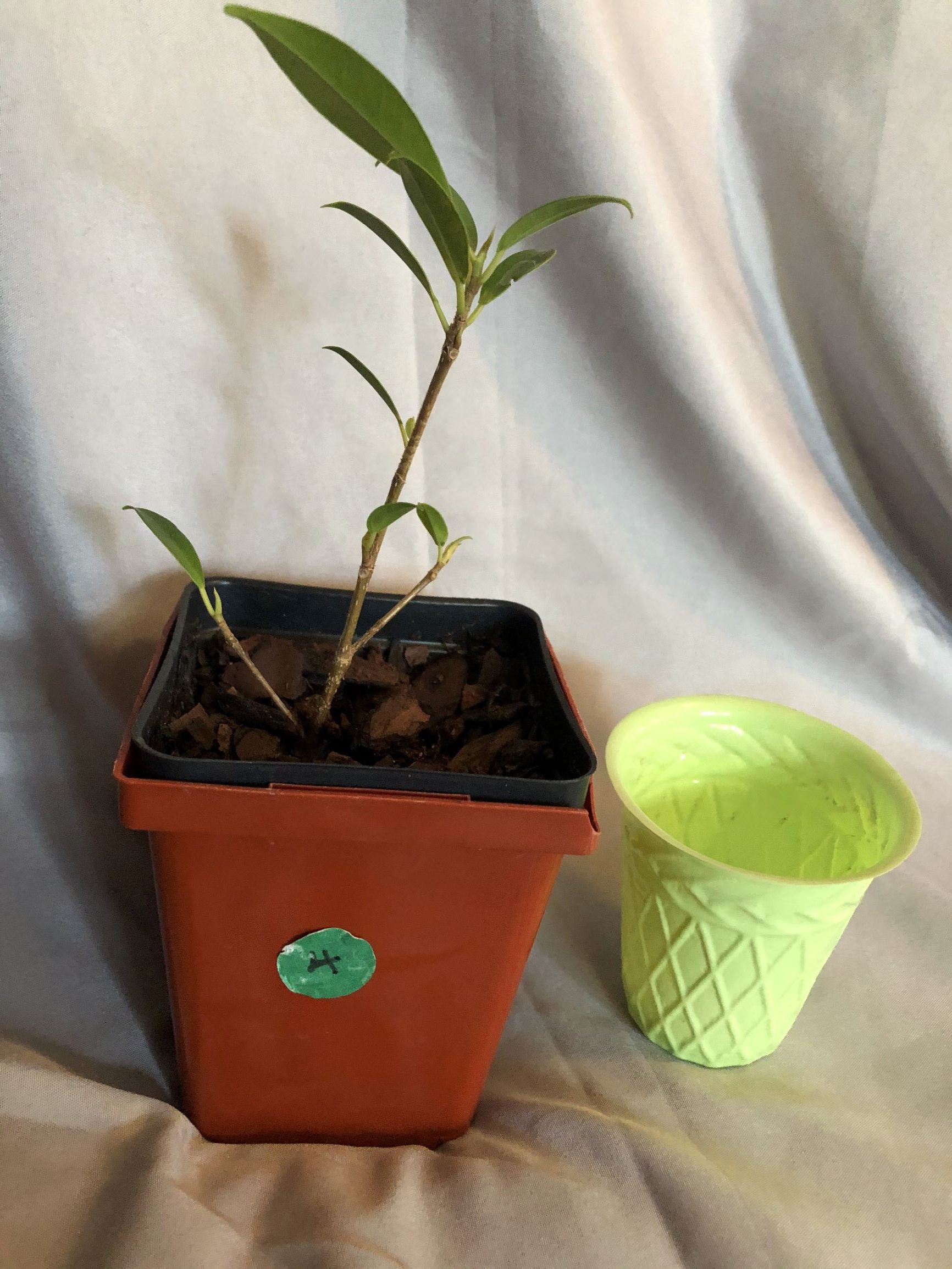 My Medium Golden Gate Ficus Cutting Collection: How to Care and Grow ...