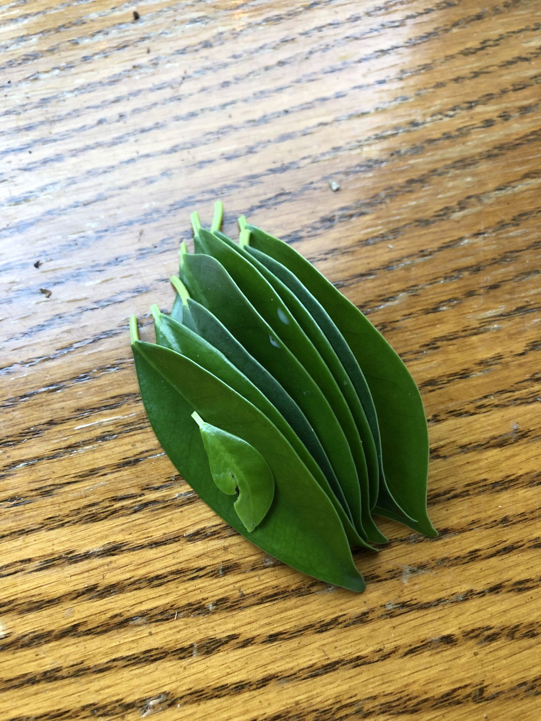 How to Fertilize a Medium Golden Gate Ficus Cutting : SmallTreeLeaf