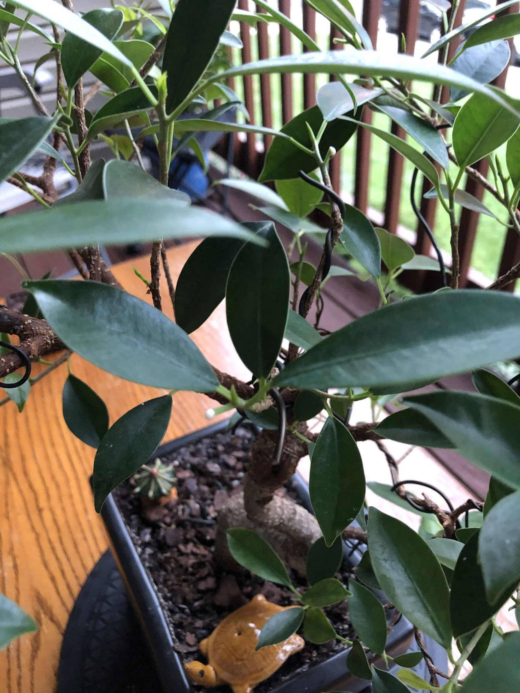 How to Prune a Large Golden Gate Ficus : SmallTreeLeaf